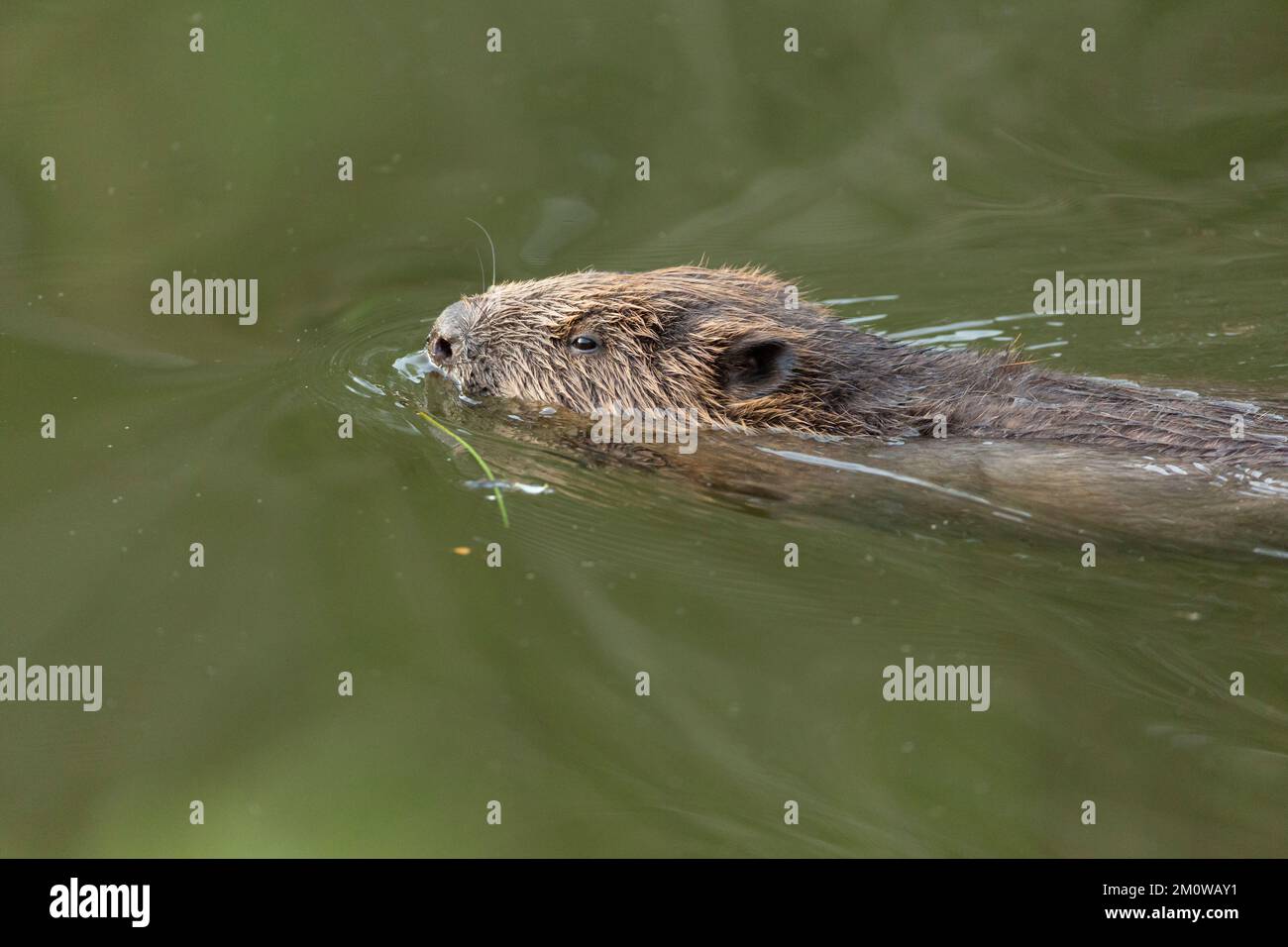 European beaver Castor fiber, adult swimming in woodland pool, Woodland ...