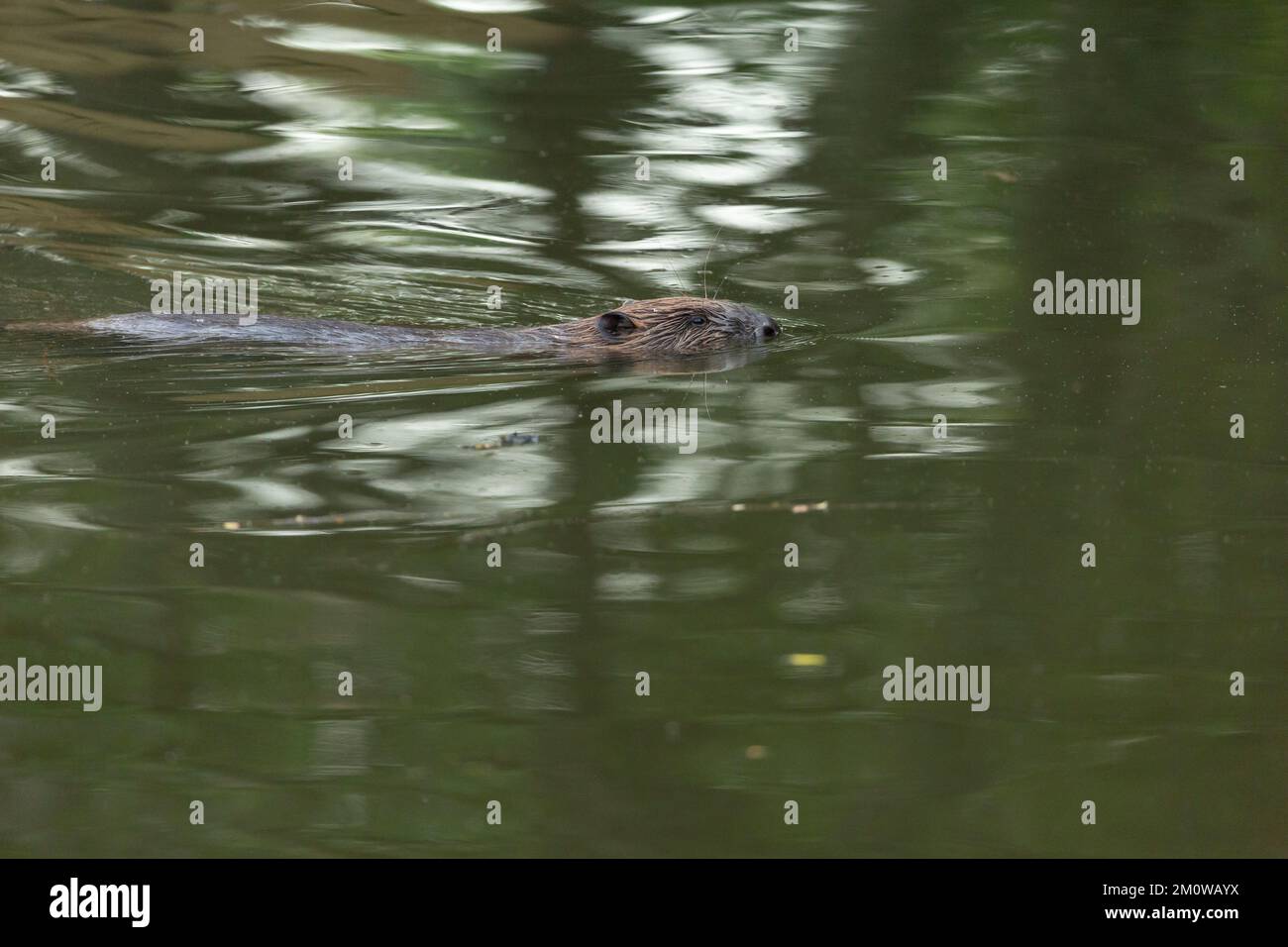 European beaver Castor fiber, adult swimming in woodland pool, Woodland ...