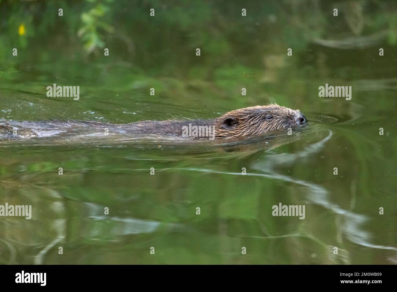 European beaver Castor fiber, adult swimming in woodland pool, Woodland ...