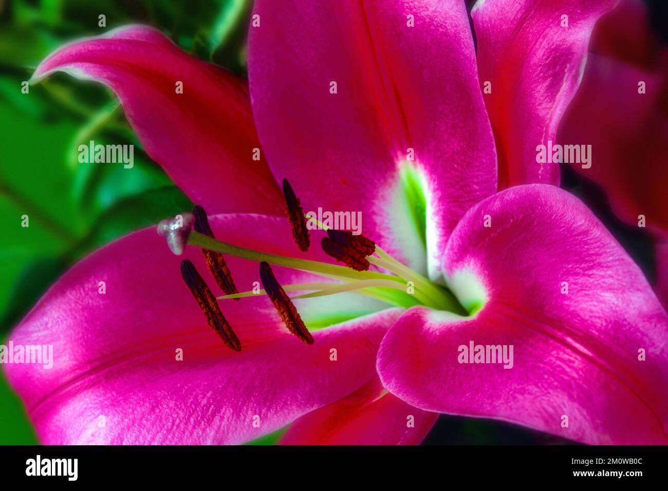 Lilium genus herbaceous flowering hi-res stock photography and images ...