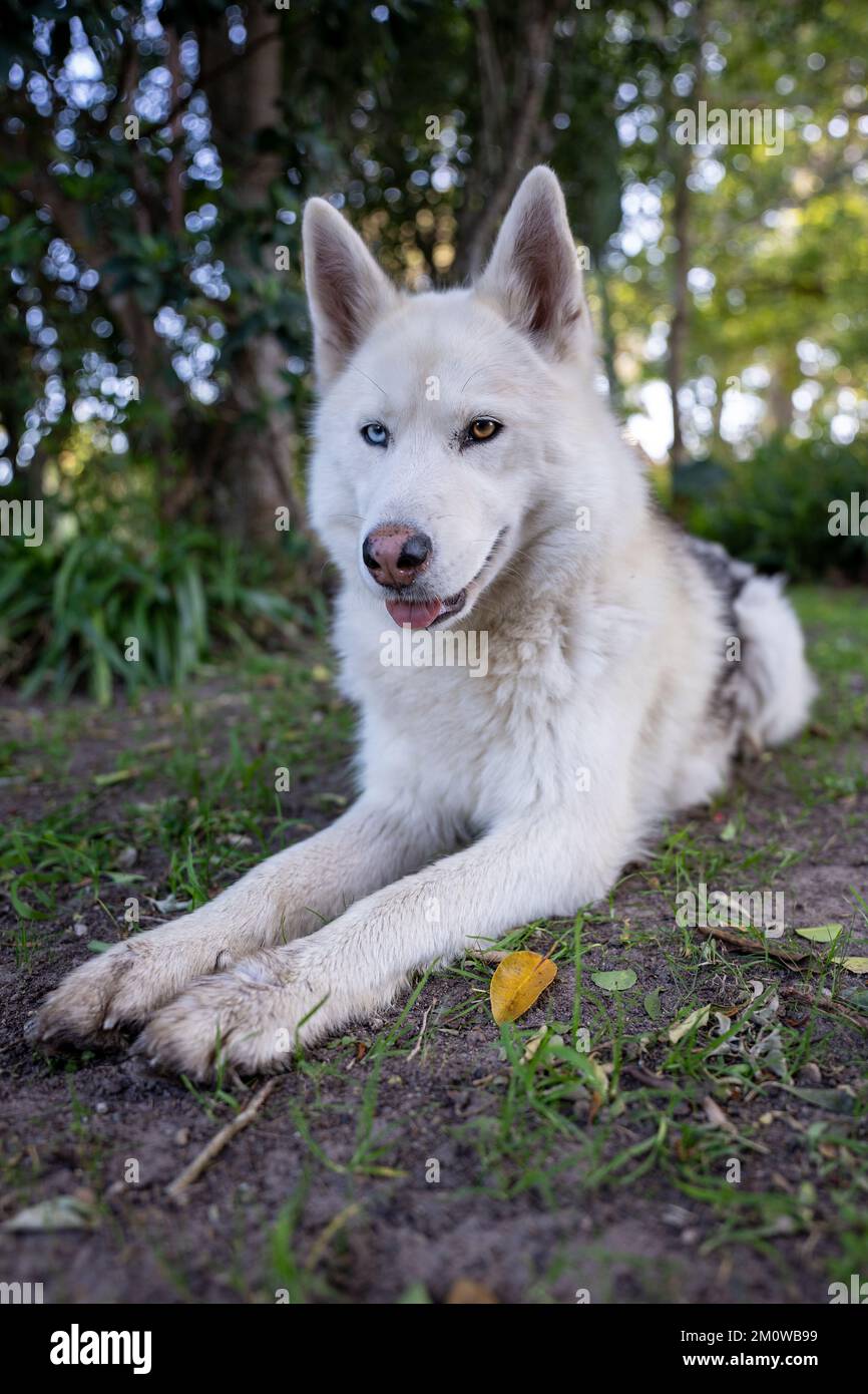 A vertical closeup of a white Siberian Husky in the forest Stock Photo ...