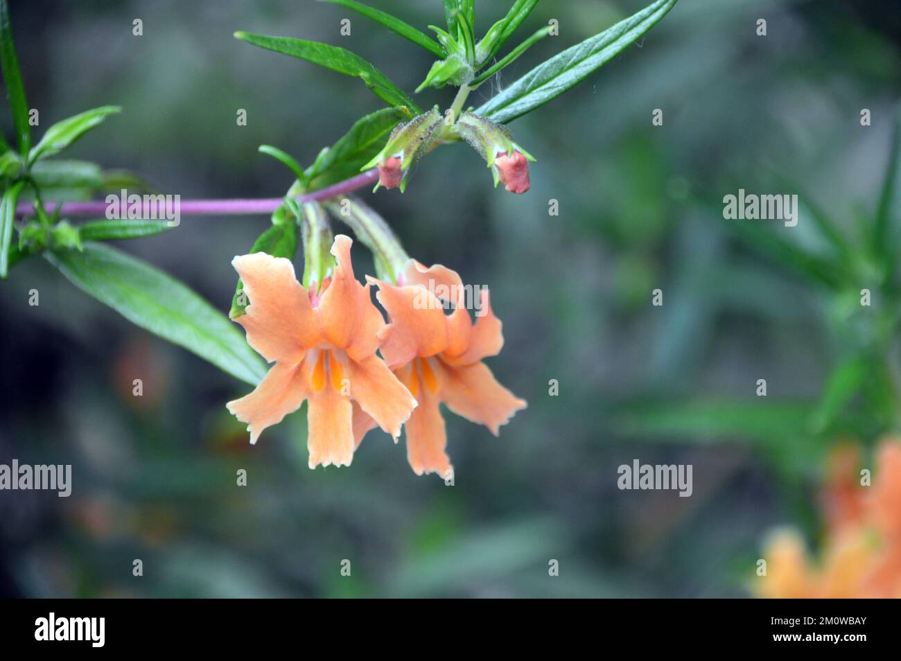 Orange Mimulus Aurantiacus (Bush Monkey Flower) grown at the Eden ...
