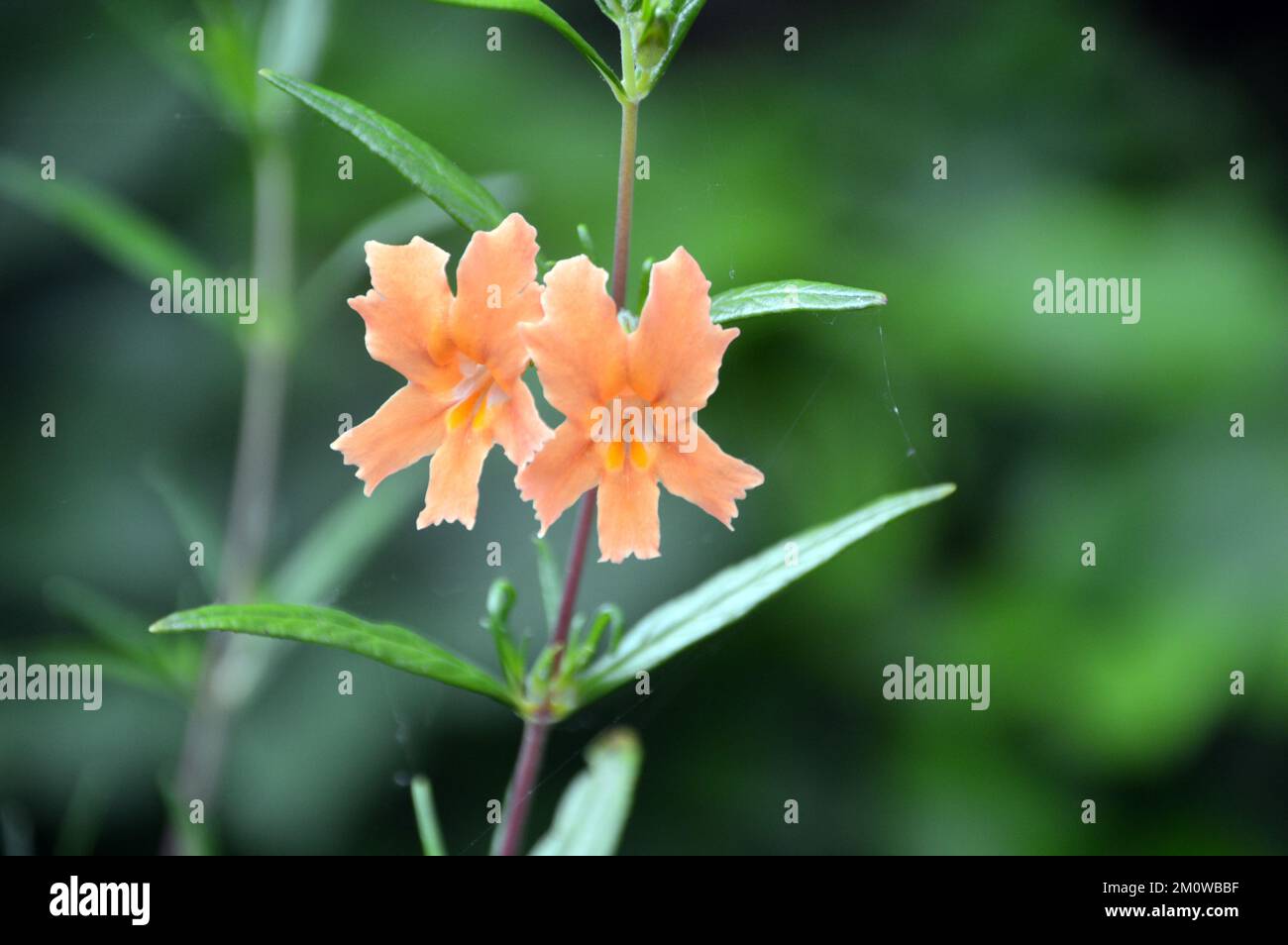 Orange Mimulus Aurantiacus (Bush Monkey Flower) grown at the Eden ...