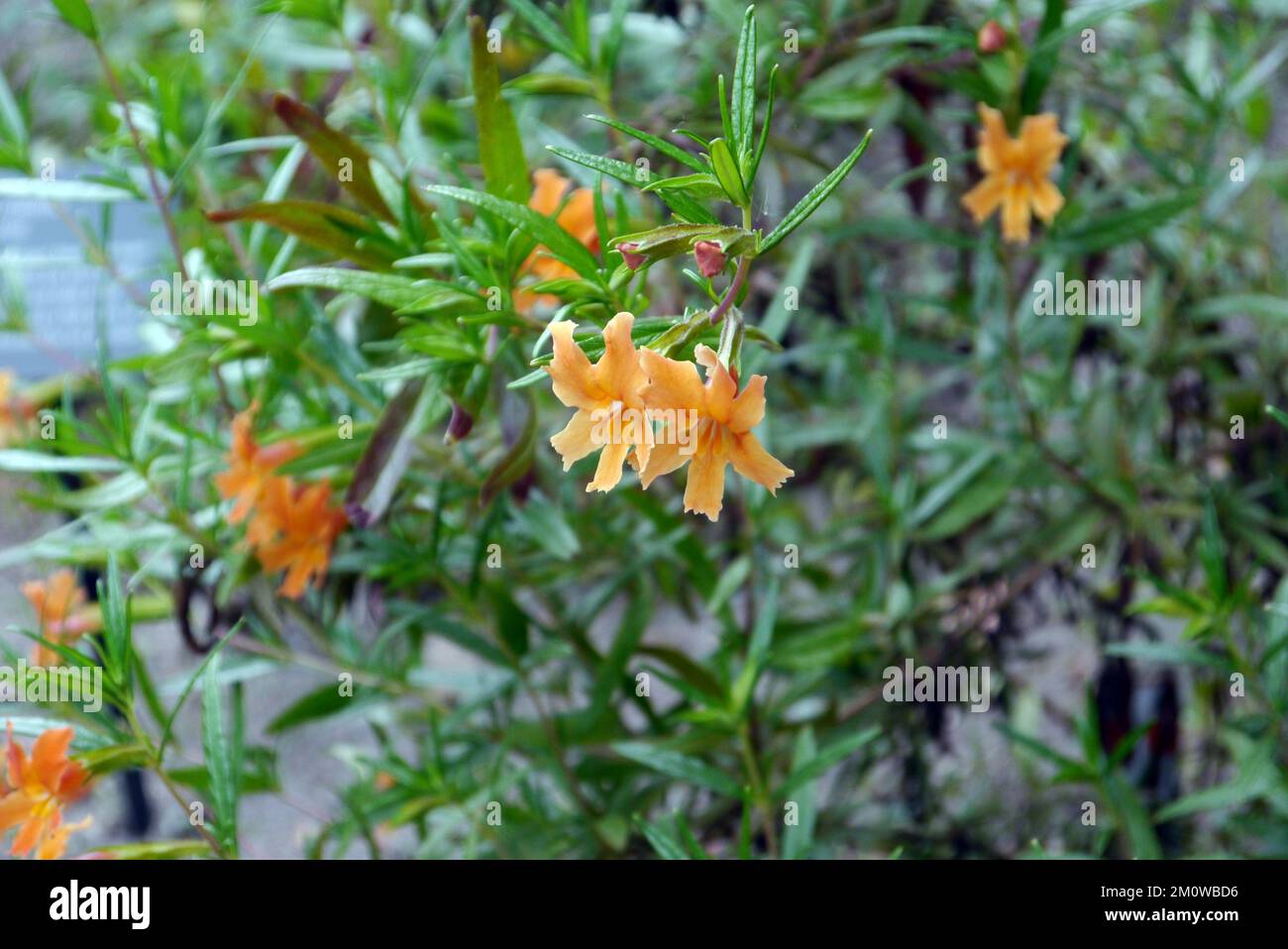 Orange Mimulus Aurantiacus (Bush Monkey Flower) grown at the Eden ...
