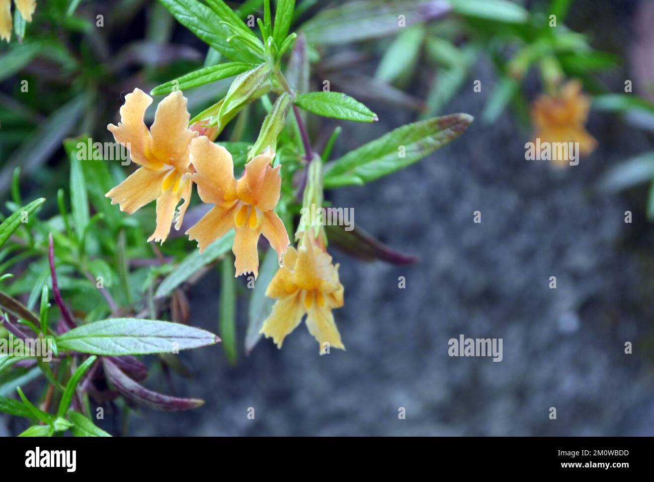 Orange Mimulus Aurantiacus (Bush Monkey Flower) grown at the Eden ...