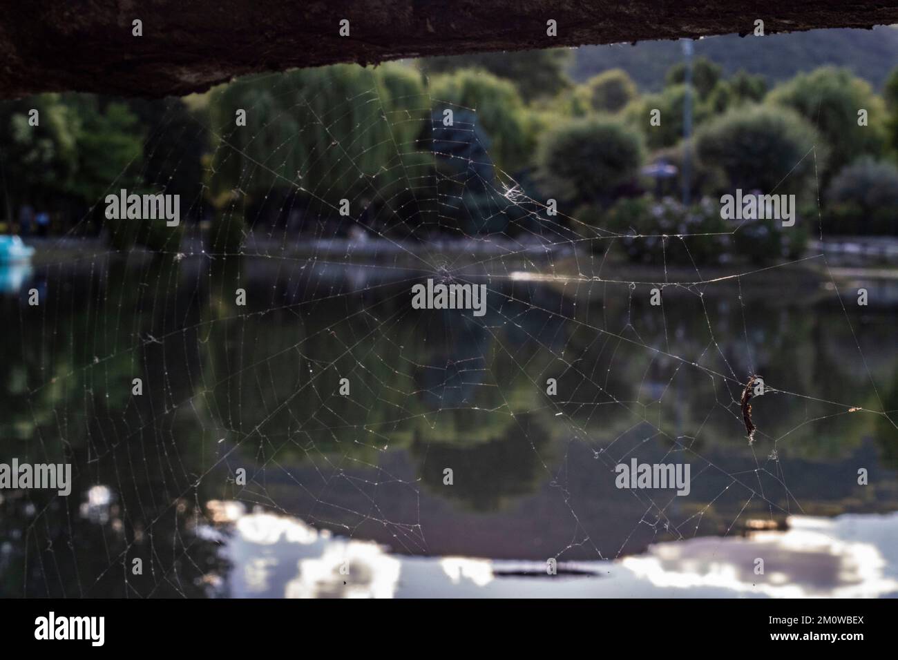 Reflection of a spider hi-res stock photography and images - Alamy