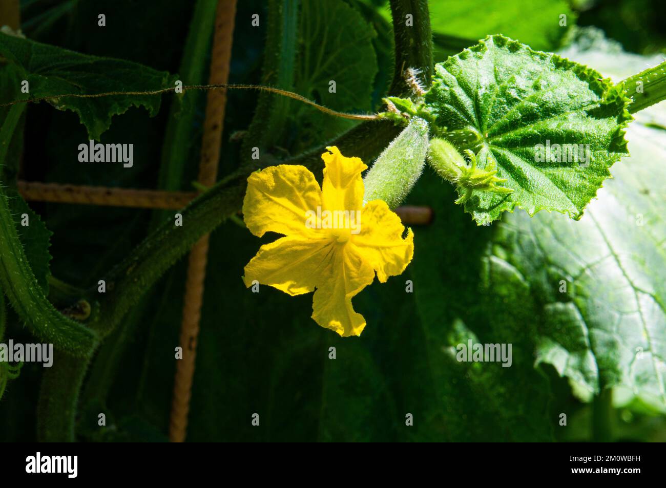 Cucumber, Cucumis sativus, flowers on vegetables bed in Pruhonice ...
