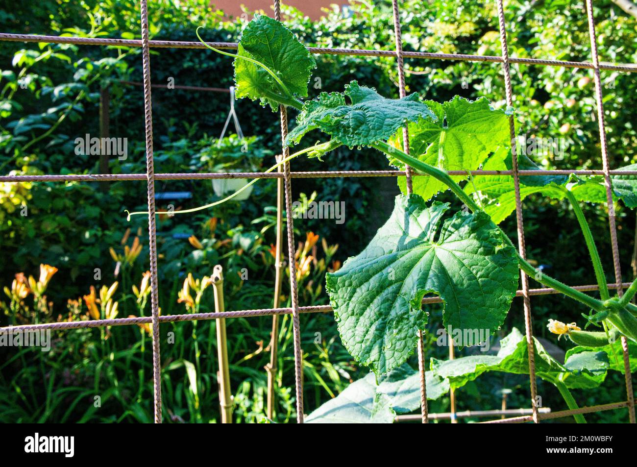 Cucumber, Cucumis sativus, flowers on vegetables bed in Pruhonice ...
