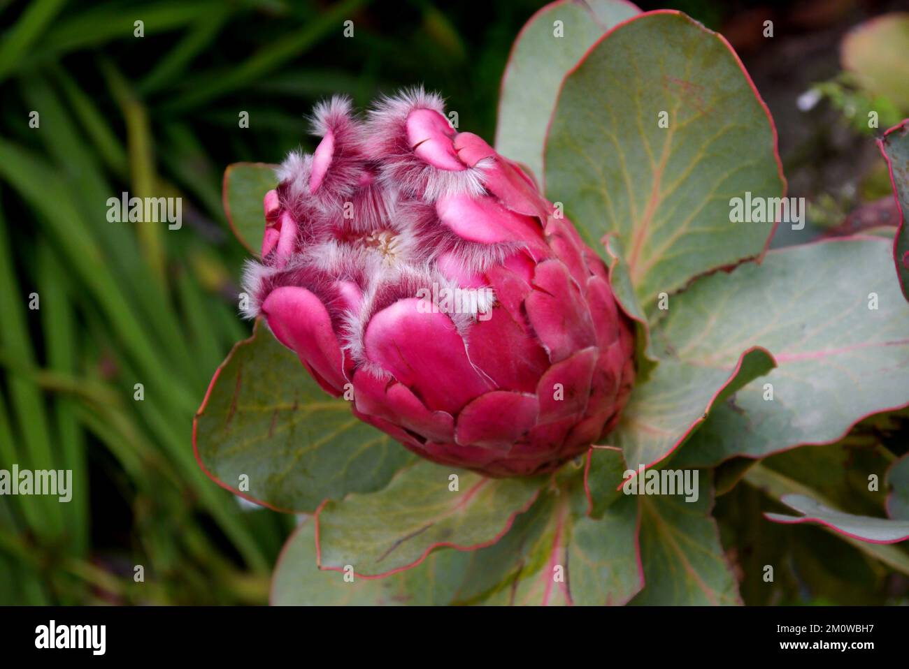 Single Red Sugarbush (Protea Grandiceps) Flowerhead from South Africa ...
