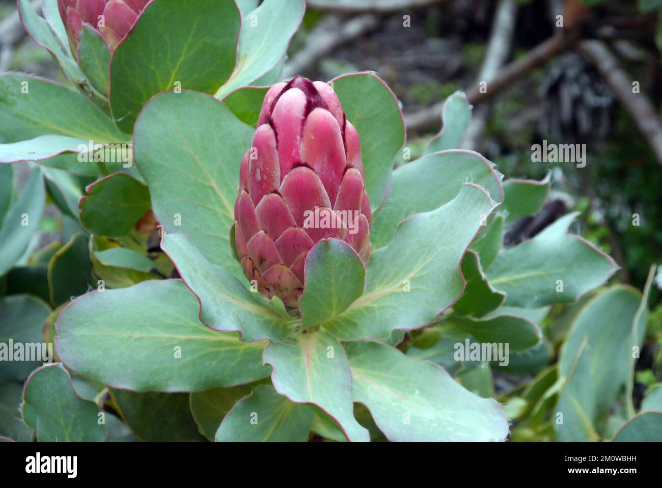 Single Red Sugarbush (Protea Grandiceps) Flowerhead from South Africa ...