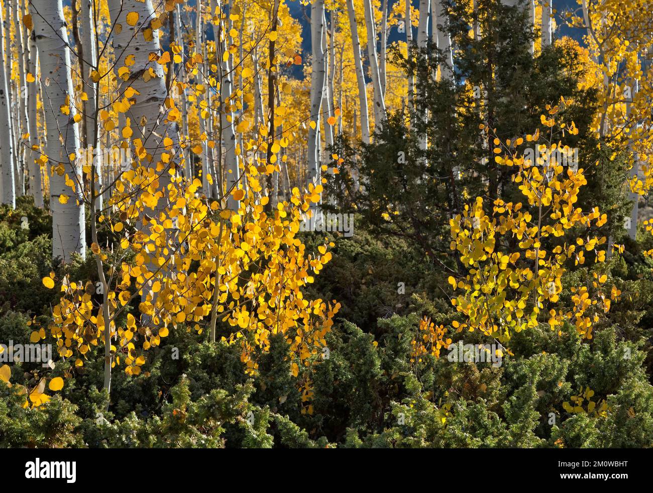 Quaking Aspens 'Pando Clone', also known as Trembling Giant, Clonal ...