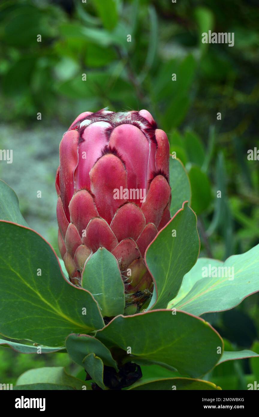 Single Red Sugarbush (Protea Grandiceps) Flowerhead from South Africa ...