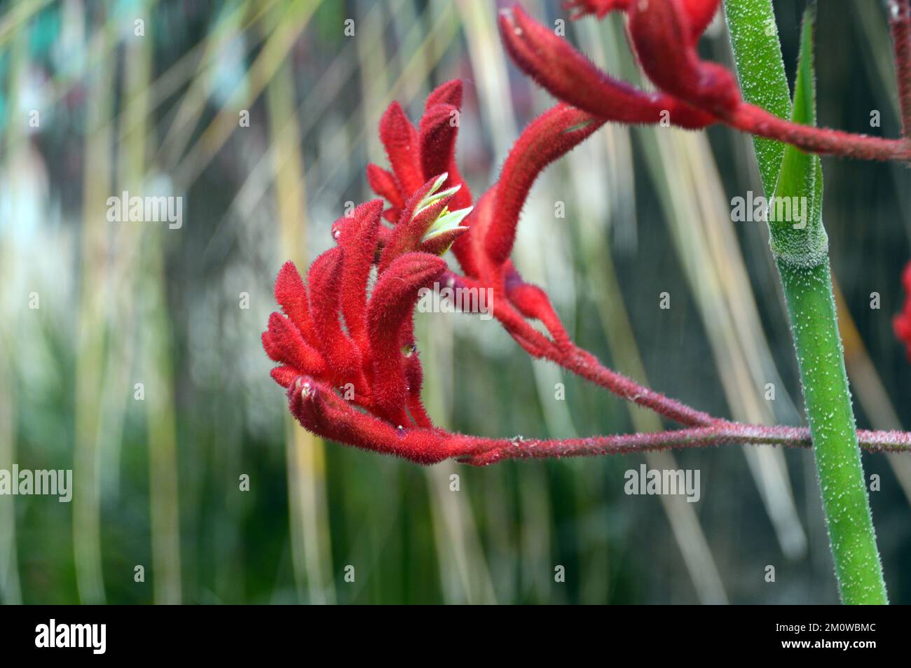 Red Kangaroo Paw Flowers (Anigozanthos Rufus) 'Big Red' from Australia ...