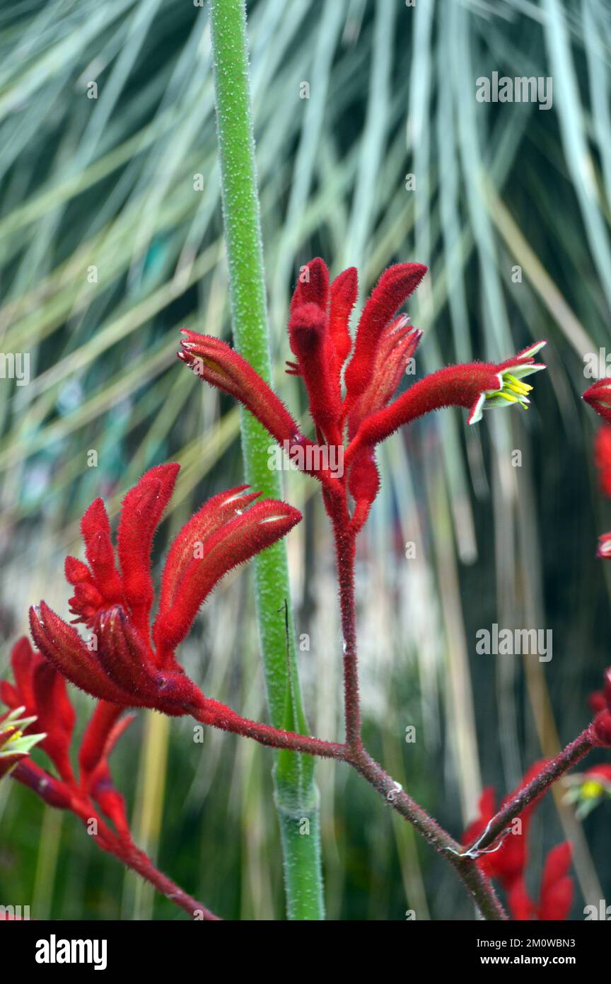 Red Kangaroo Paw Flowers (Anigozanthos Rufus) 'Big Red' from Australia ...