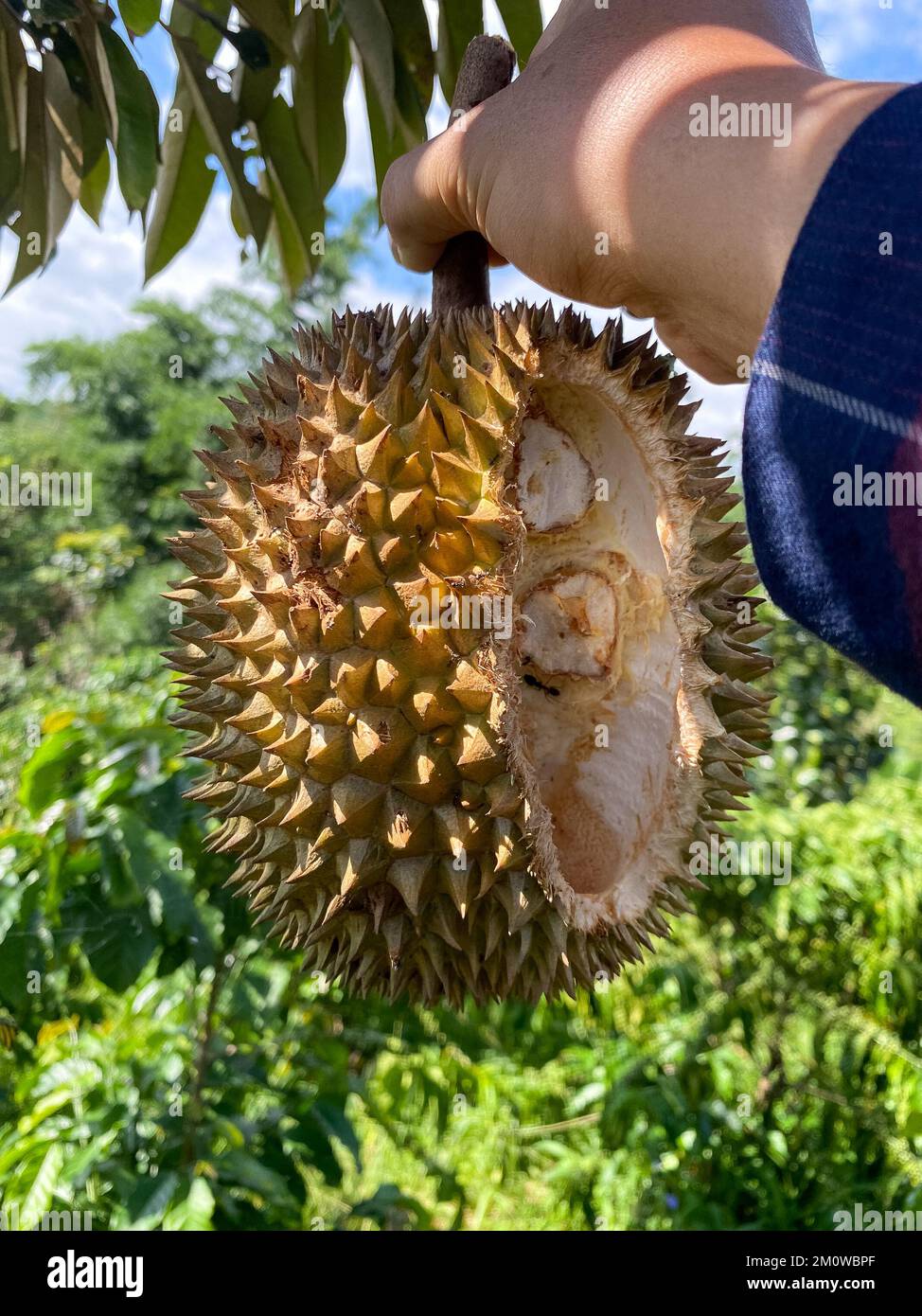 Hand holding durian fruit at the organic farm in Bao Loc, Vietnam Stock ...