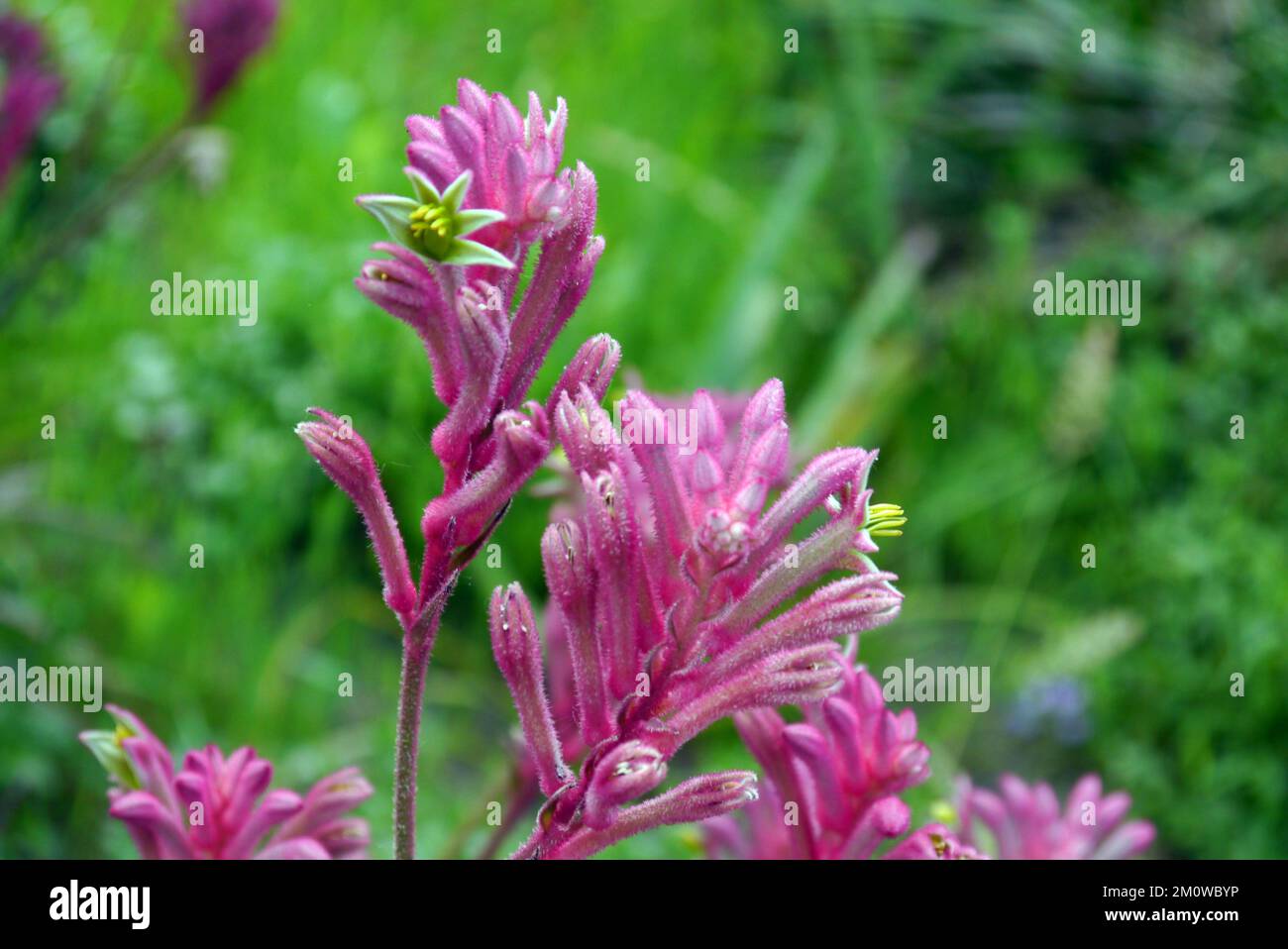 Kangaroo paw bush pearl hi-res stock photography and images - Alamy