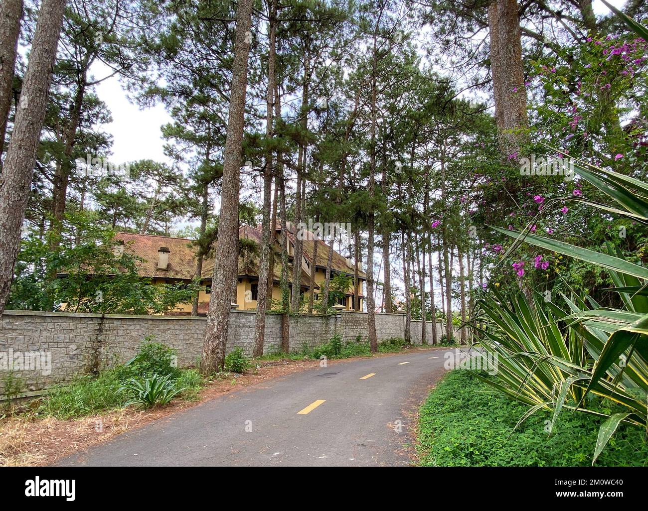 Rural road with many trees in Dalat, Vietnam. Dalat is a famous tourist ...