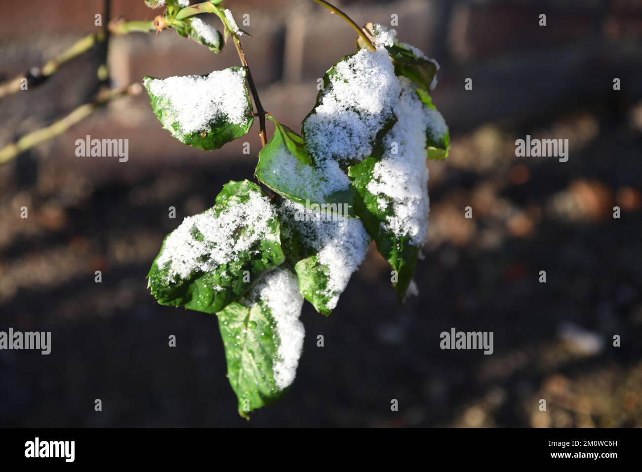 Copenhagen snow bike hi-res stock photography and images - Alamy