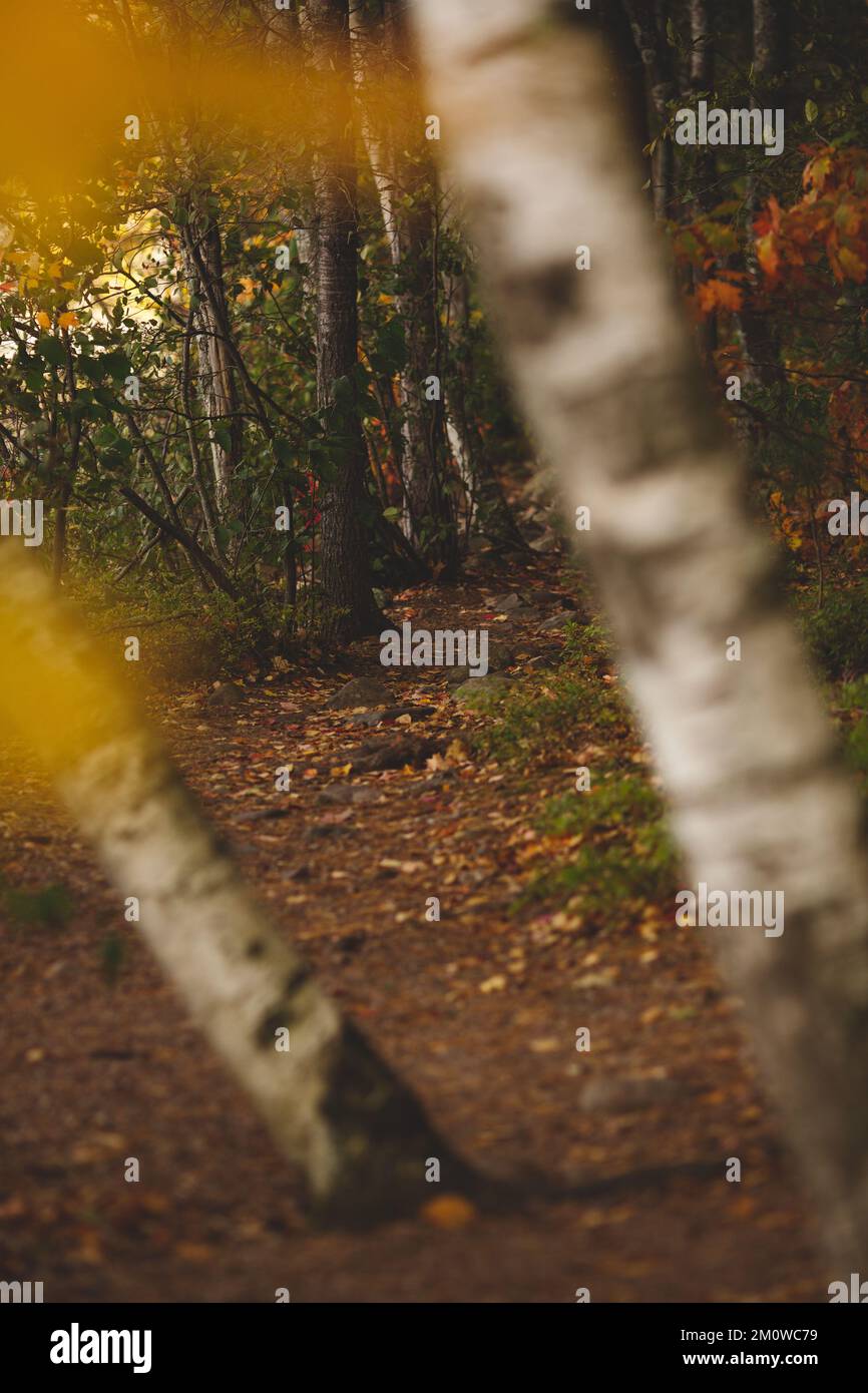 A vertical shot of a beautiful forest in Ontario, Canada Stock Photo ...