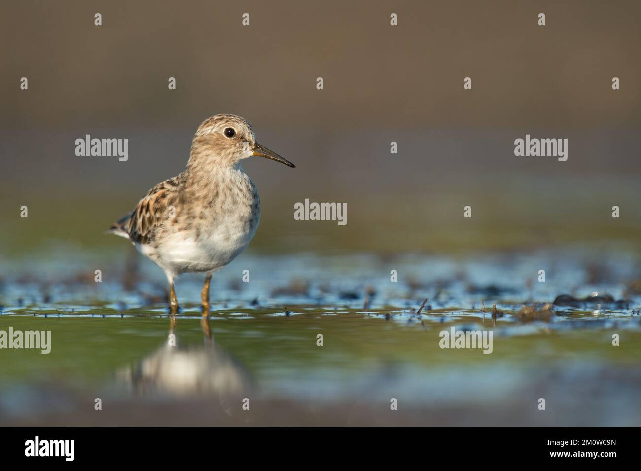 A Least Tern bird standing in mud in water Stock Photo - Alamy