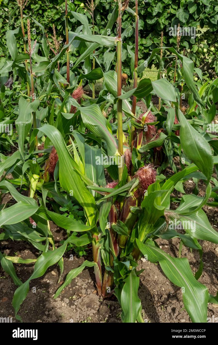 Sweetcorn picasso hi-res stock photography and images - Alamy