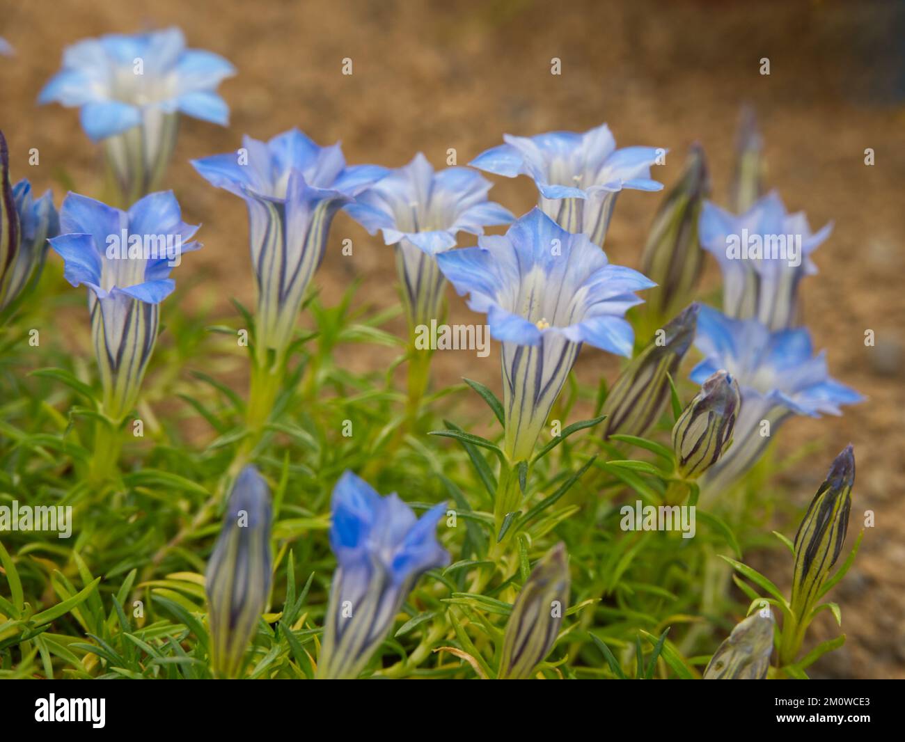 pale blue flowered gentian, Gentiana Alex Duguid in UK glasshouse ...