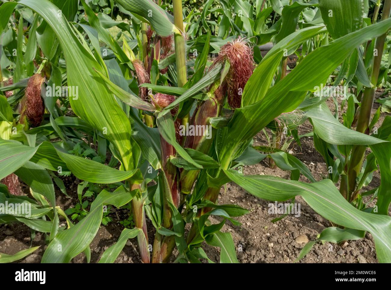 Close up of sweetcorns sweetcorn 'Picasso' variety plants plant growing ...