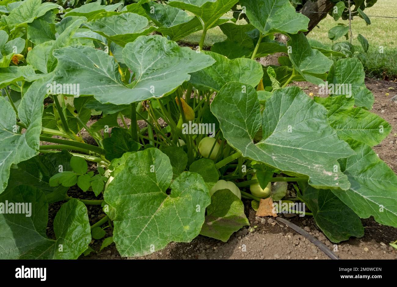 Pumpkin Cucurbita Casperita variety growing pumpkins plants plant in a ...