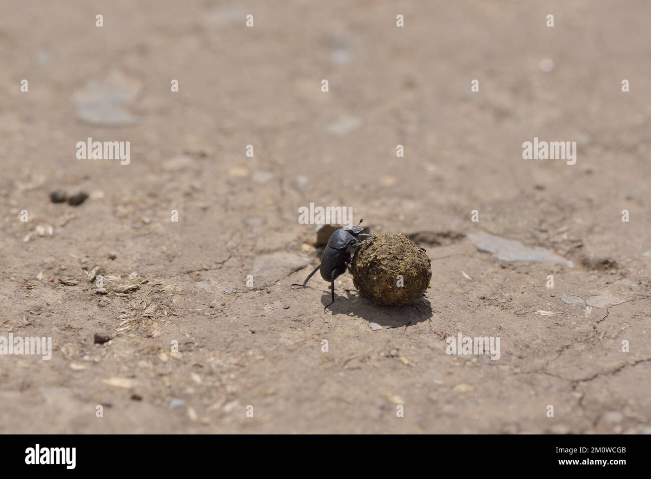 Dung beetle roll a dung ball in a national park Stock Photo - Alamy