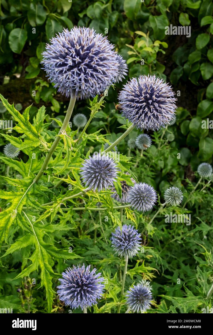 Close up of blue Echinops bannaticus Globethistle globe thistle flowers flower flowerhead ...
