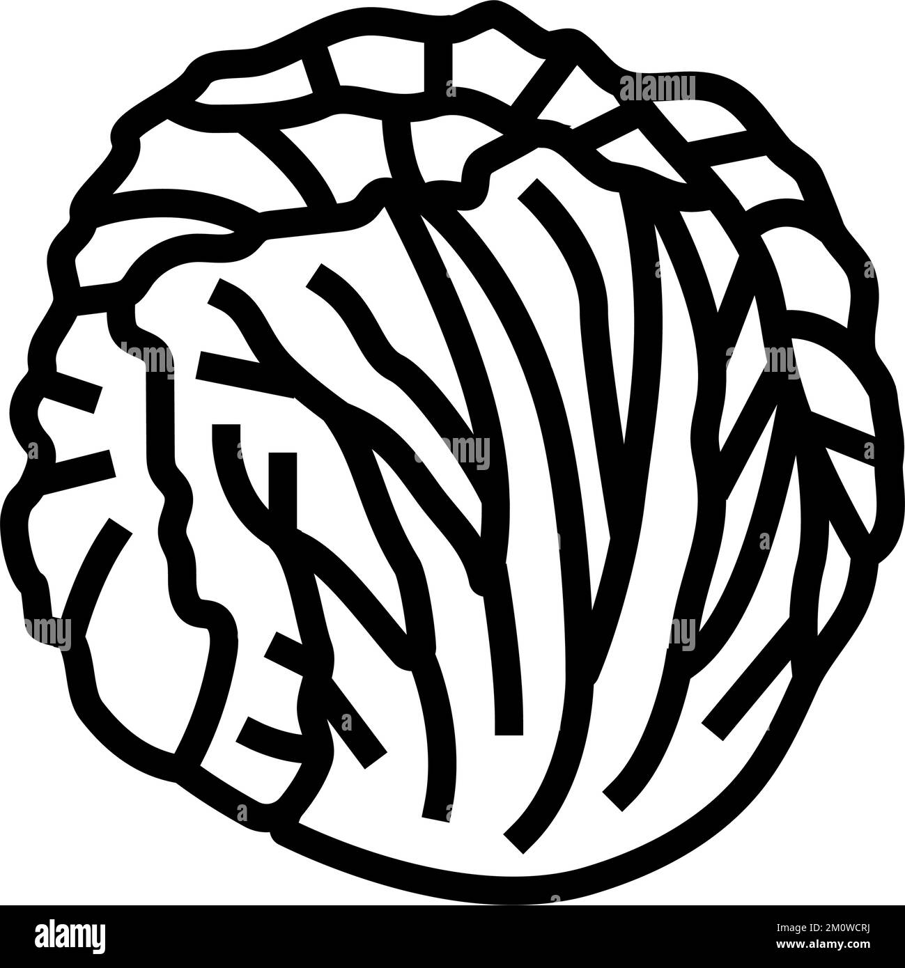 radicchio salad food line icon vector illustration Stock Vector Image ...