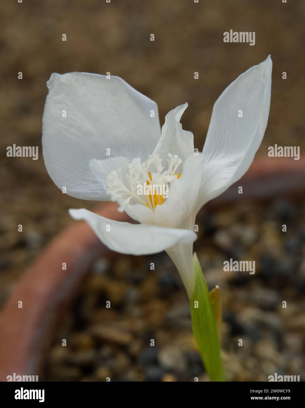 White autumn flower of crocus banaticus snowdrift in UK glasshouse ...