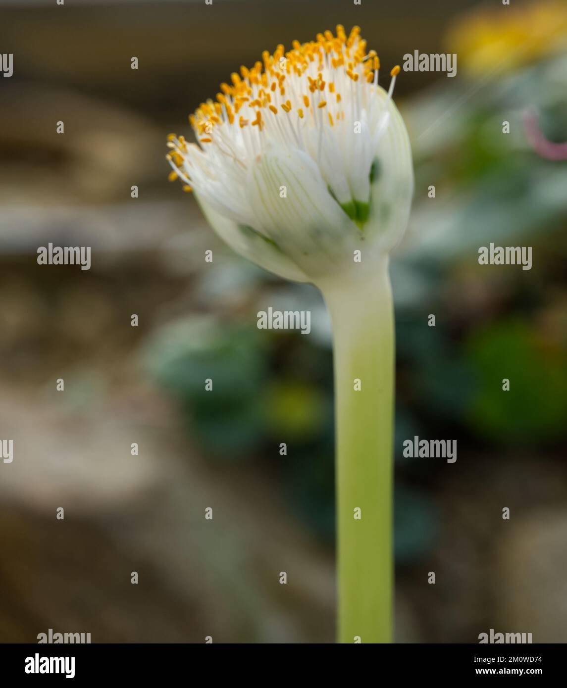 Haemanthus albiflos paintbrush flower in uk glasshouse November Stock ...