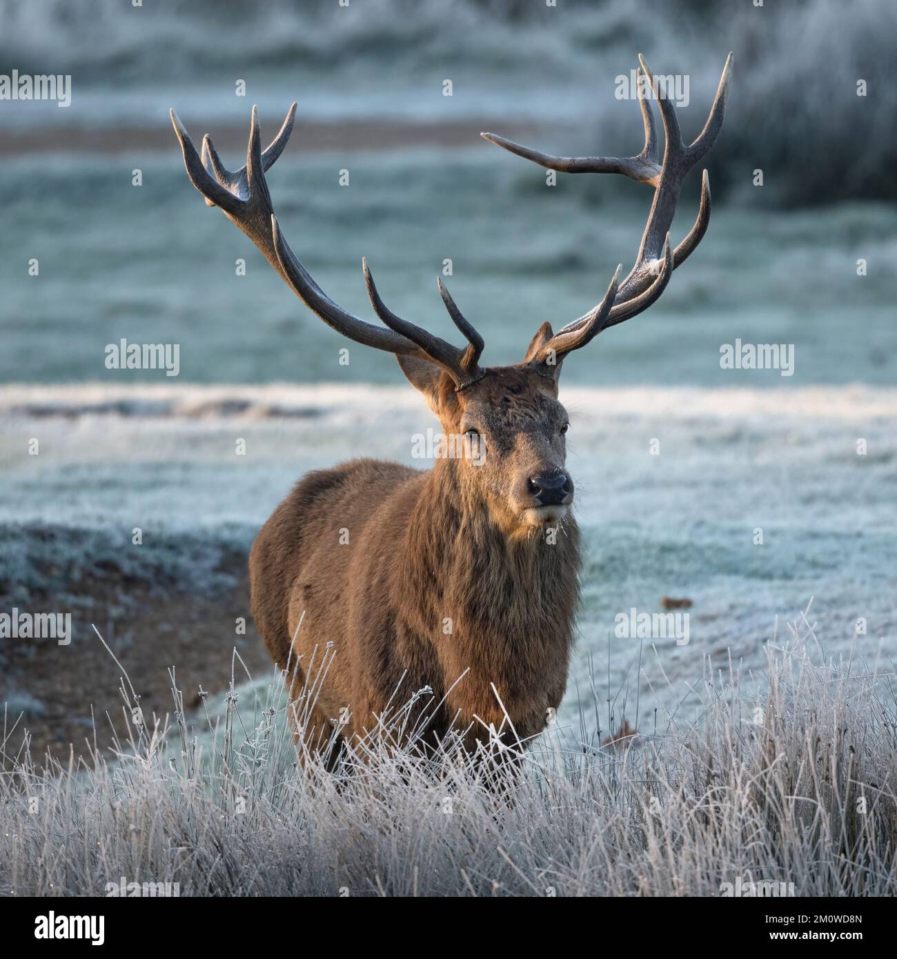 Red Stag looking impressive on an icy December morning Stock Photo - Alamy