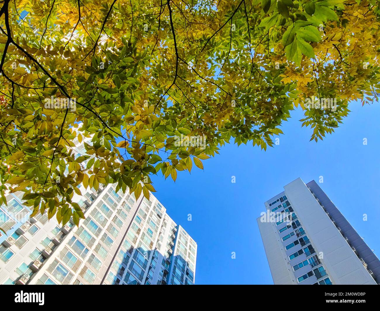 low angle view of high-rise apartment building with colored leaves in ...