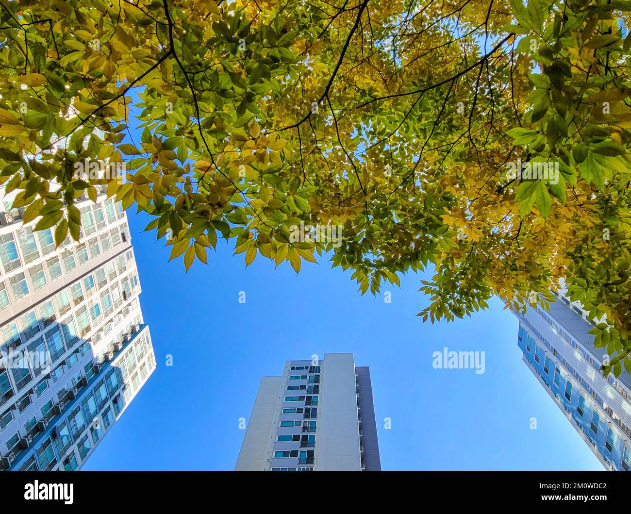 low angle view of high-rise apartment building with colored leaves in ...