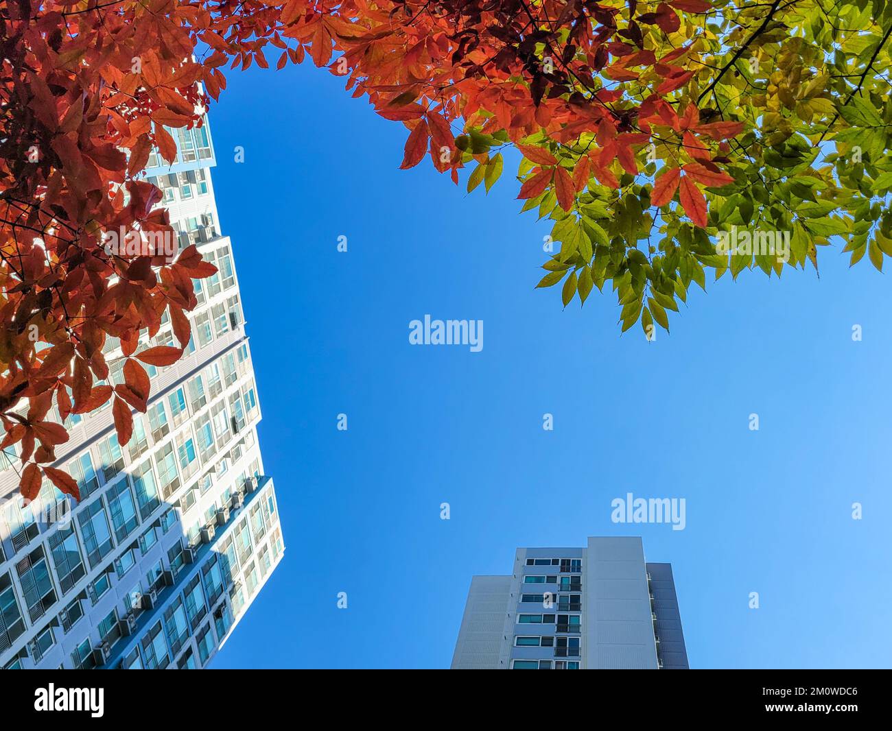 low angle view of high-rise apartment building with colored leaves in ...