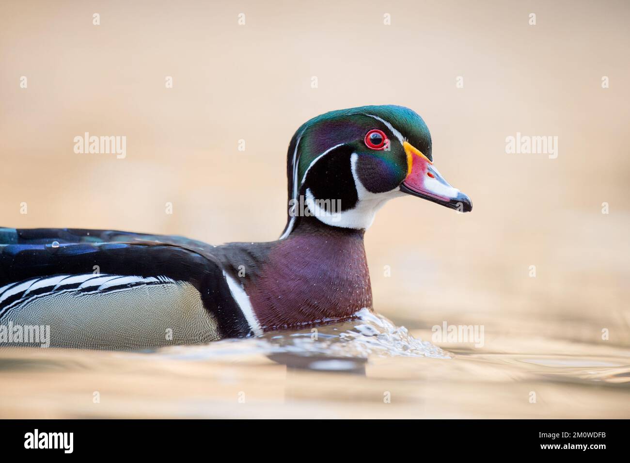 A closeup of a Carolina duck swimming on the lake water Stock Photo - Alamy