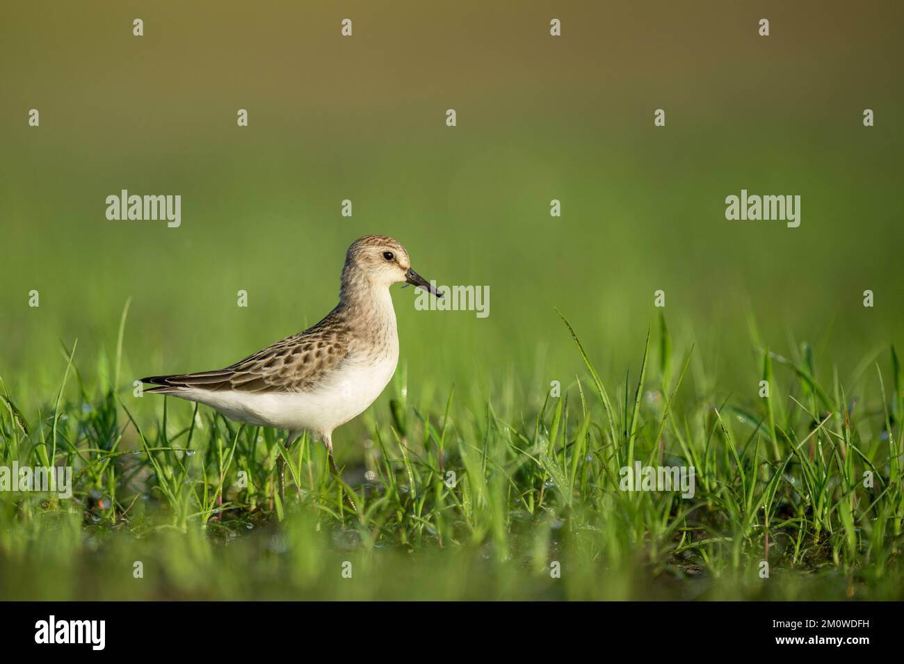 A semipalmated sandpiper perched on the green field Stock Photo - Alamy