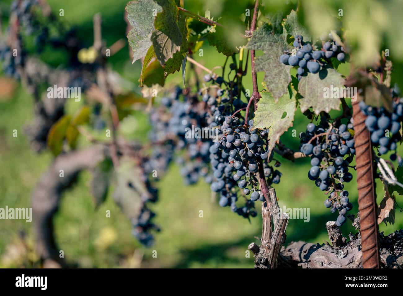 A selective focus of Common Grape Vine (Vitis vinifera) during a sunny ...