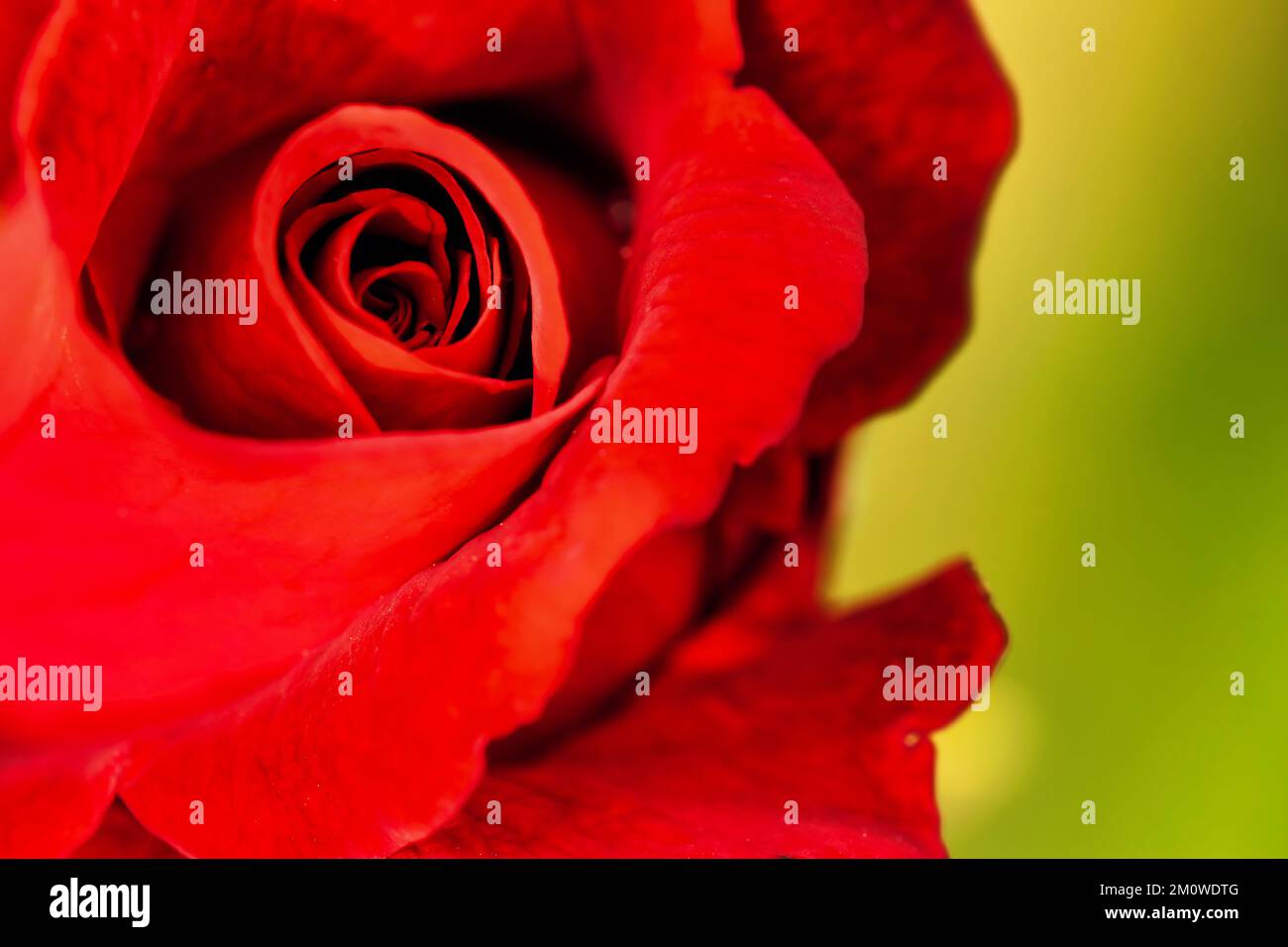 Red rose macro Stock Photo - Alamy