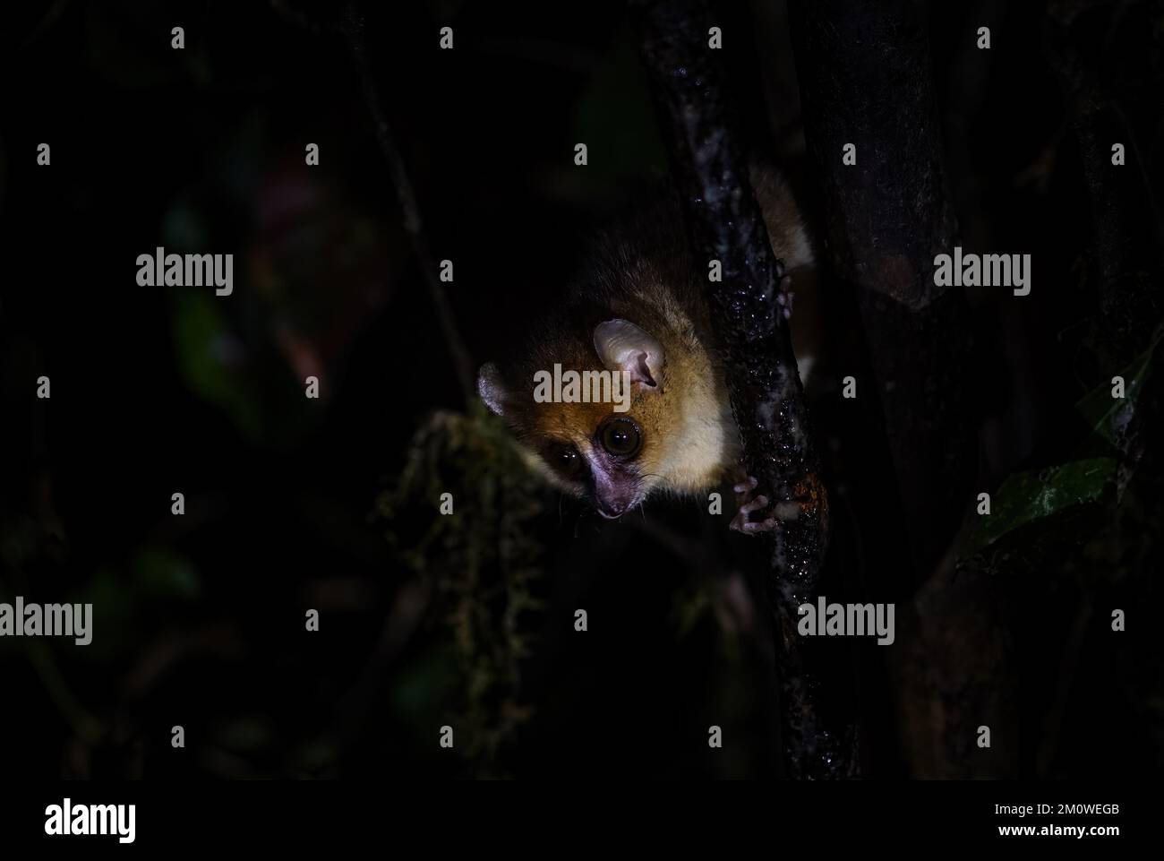 Brown Mouse Lemur - Microcebus rufus, beautiful small nocturnal lemur ...