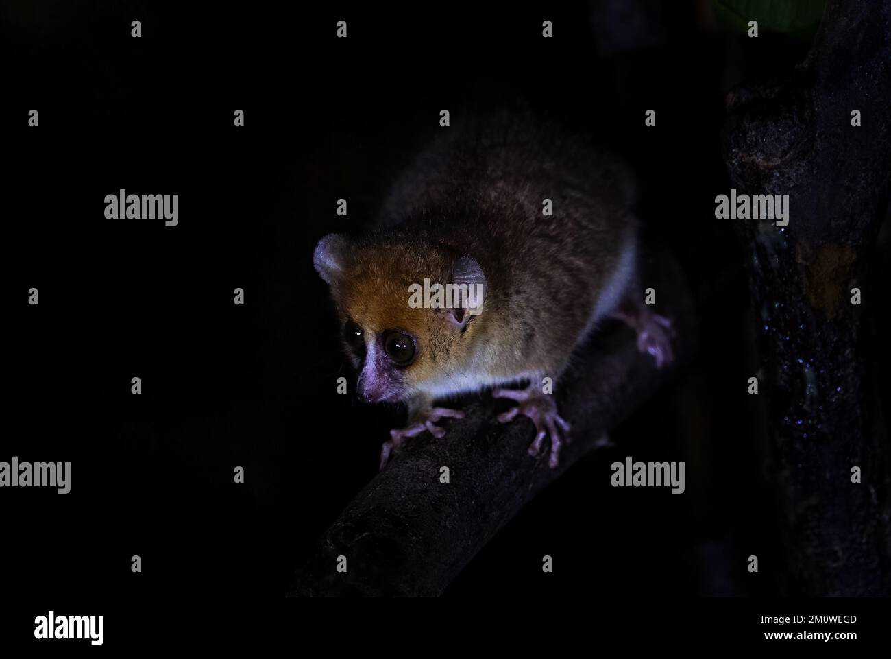 Brown mouse lemur hi-res stock photography and images - Alamy