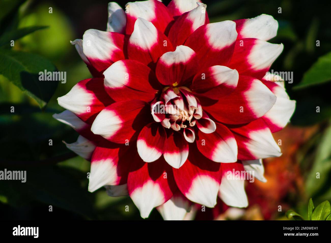Red dahlia flower in the garden. Red flowers. Dahlia pinnata. Beautiful ...
