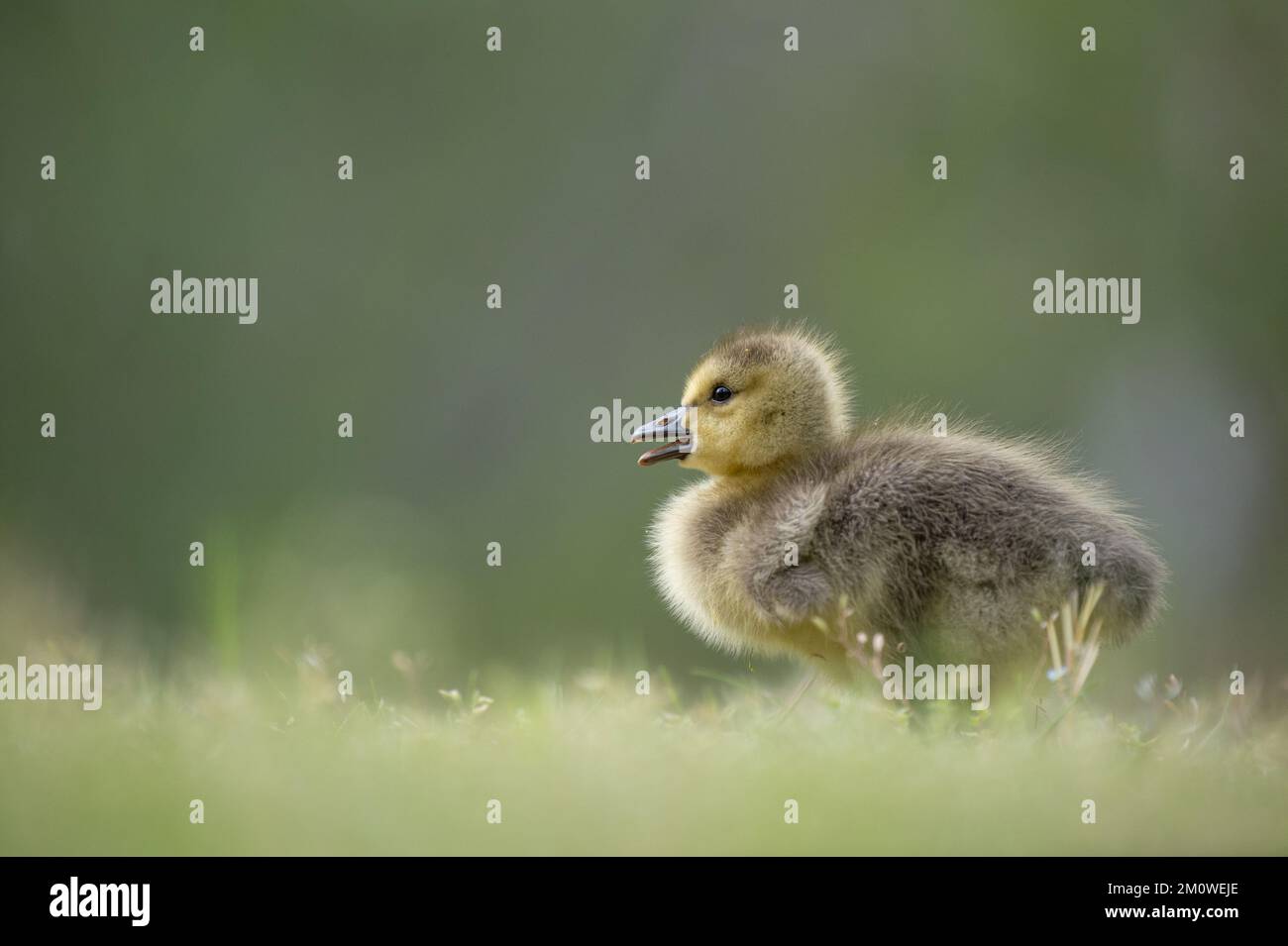 A small cute Canada Gosling on green grass with a smooth green ...