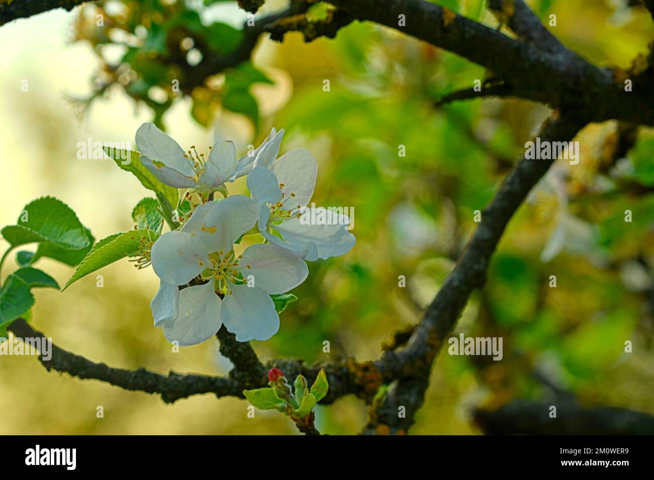 Cherry blossoms bloomed. Cherry branch in blossom. Cherry tree in bloom ...