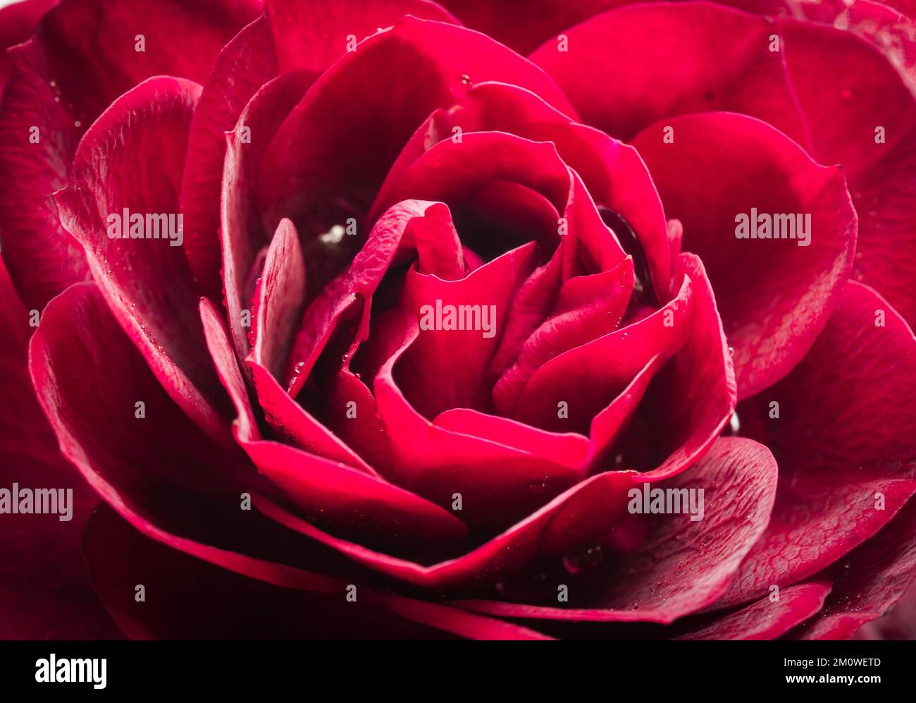 Beautiful large rose hi-res stock photography and images - Alamy