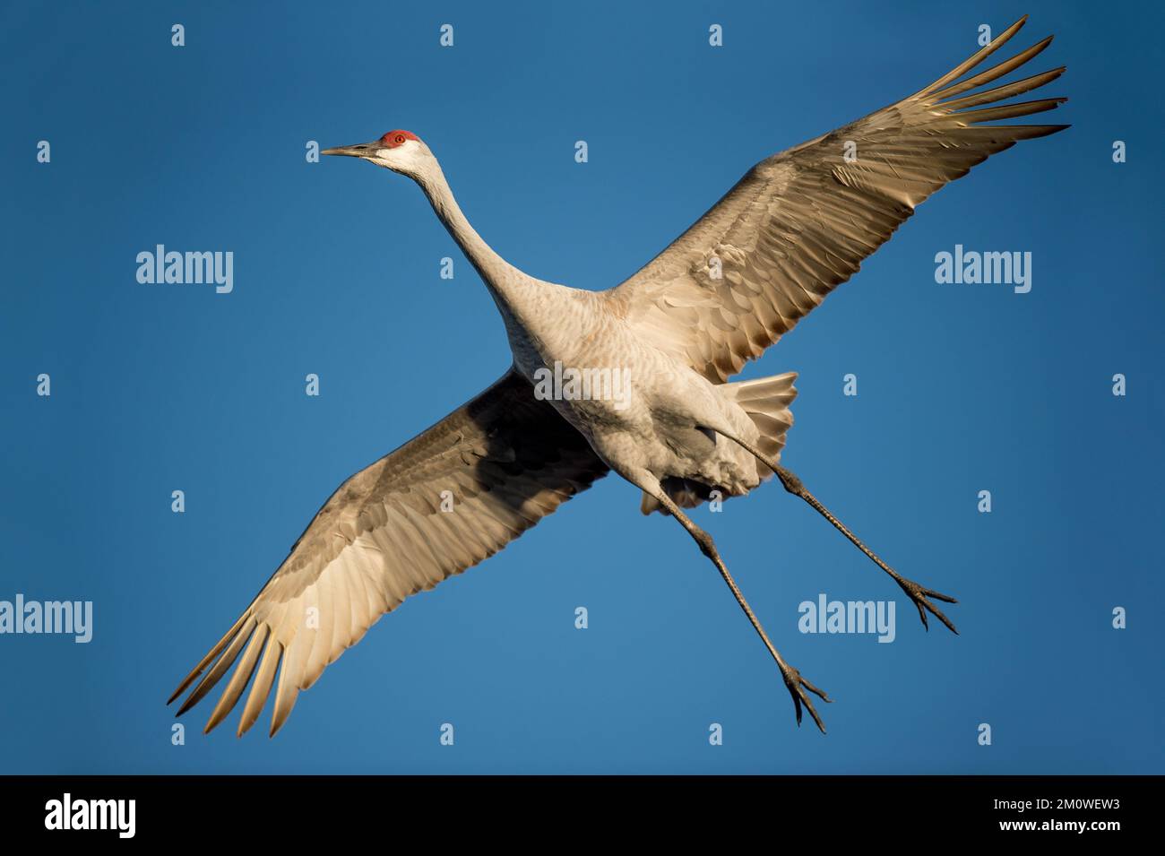 A Sandhill Crane bird with its wings spread Stock Photo - Alamy