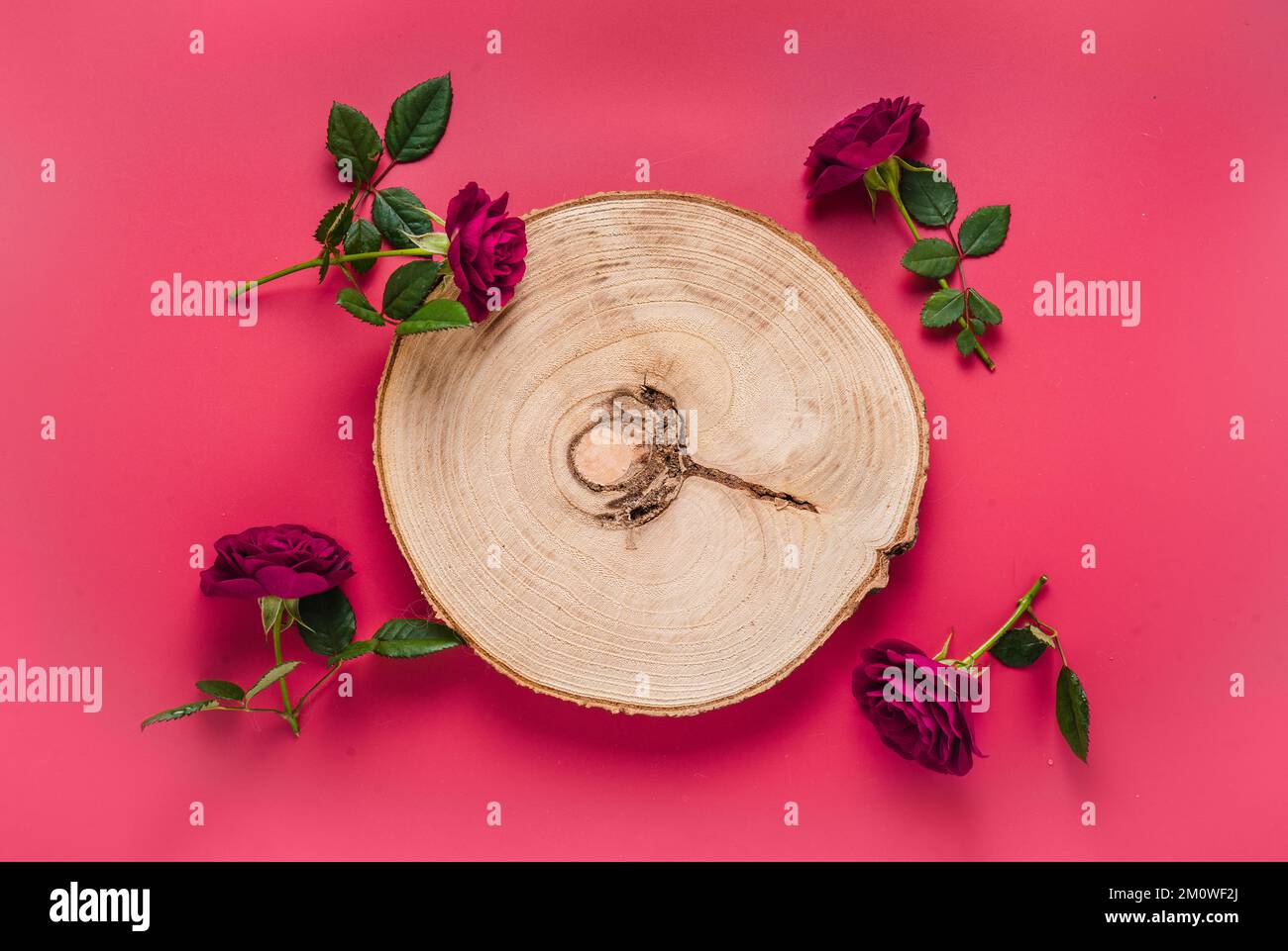 Wood podium saw cut of tree on vivid magenta background Stock Photo - Alamy