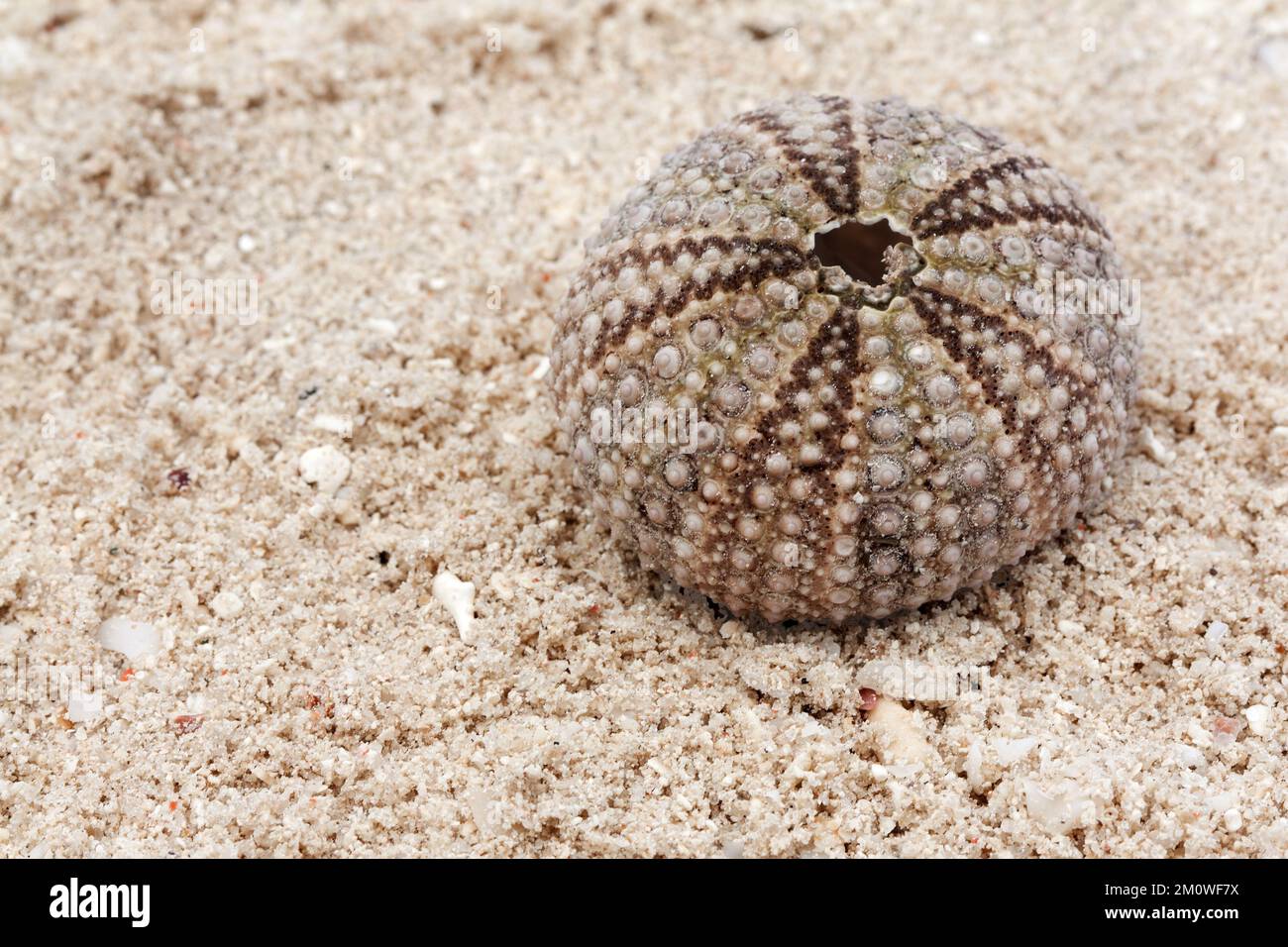 sea urchin shell on the sand beach Stock Photo - Alamy